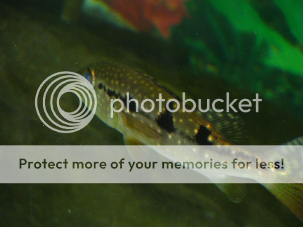 new pick up cichla pinima | MonsterFishKeepers.com