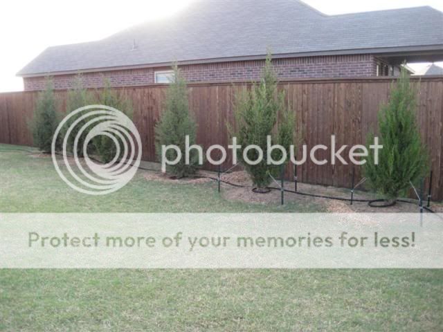 Juniper trees with browning at the center | Arborist, Chainsaw & Tree ...