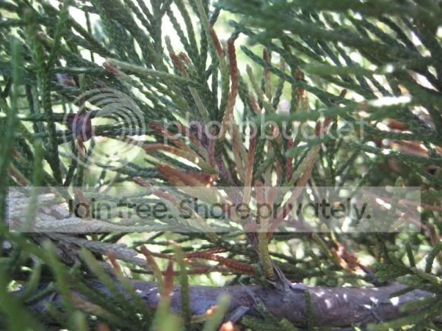 Juniper trees with browning at the center | Arborist, Chainsaw & Tree ...