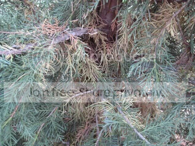 Juniper trees with browning at the center | Arborist, Chainsaw & Tree ...
