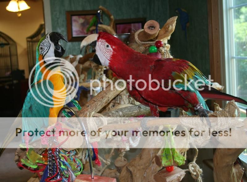 abaut java tree STAND what do you thnk???? | Parrot Forum 🦜 Parrot ...