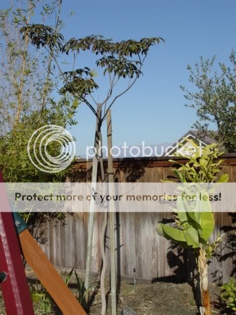 tree pruning for canopy tips? - TROPICAL LOOKING PLANTS - Other Than ...