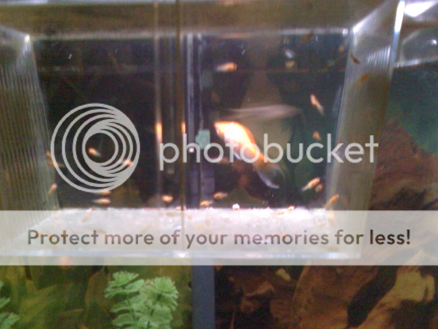 Breeding sailfin Mollies for live feed | MonsterFishKeepers.com