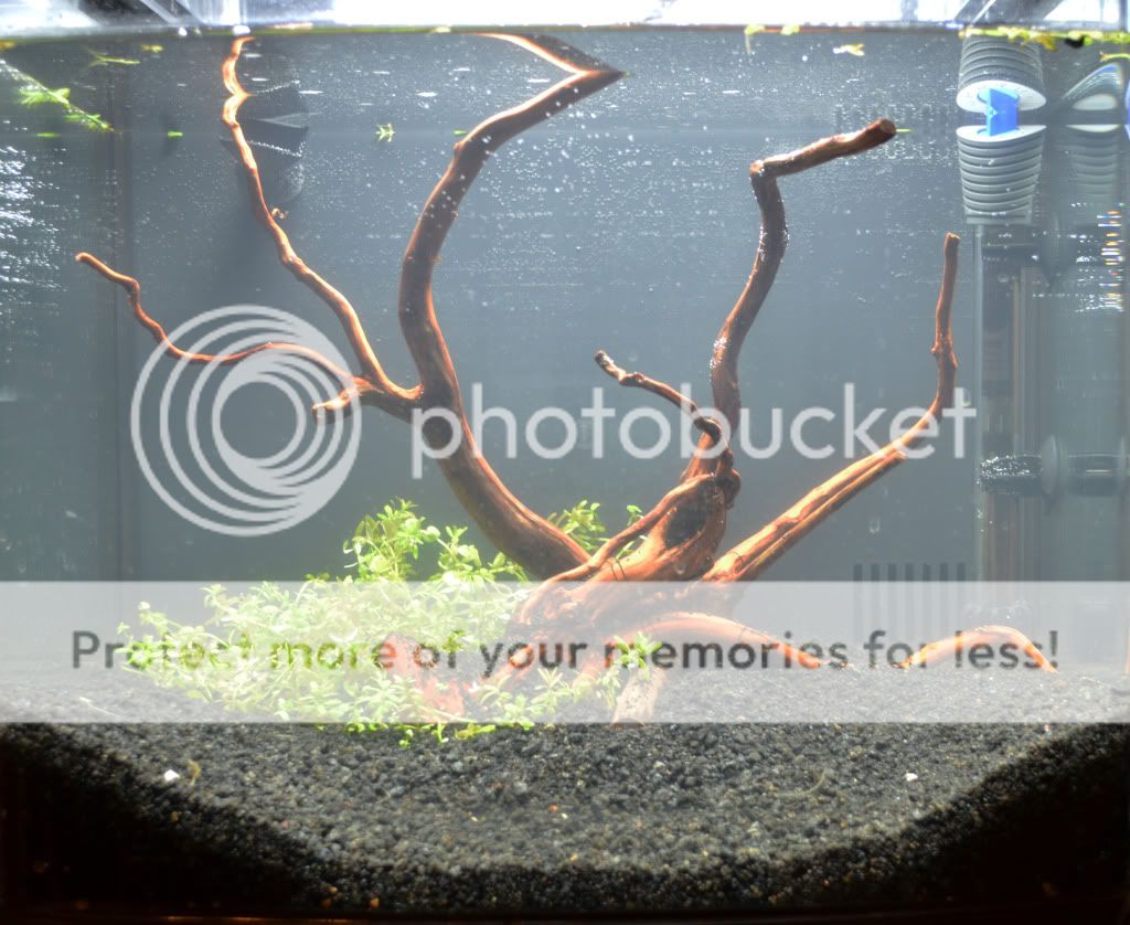 inareverie85's Biocube 14 | The Planted Tank Forum